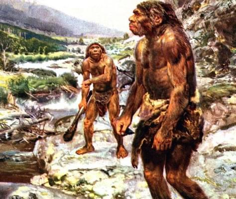 Neanderthal diet: 80 percent meat, 20 percent vegetables | Trademagazin
