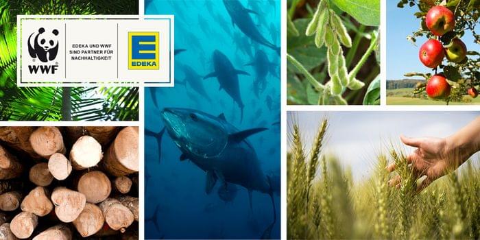 Edeka: a WWF-fel az ökológiai lábnyom csökkentéséért - Trade magazin