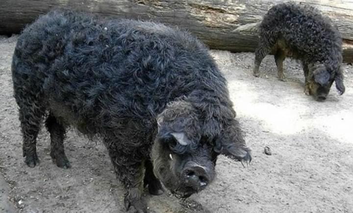 The Mangalica is the only pig species covered in a long wool coat ...