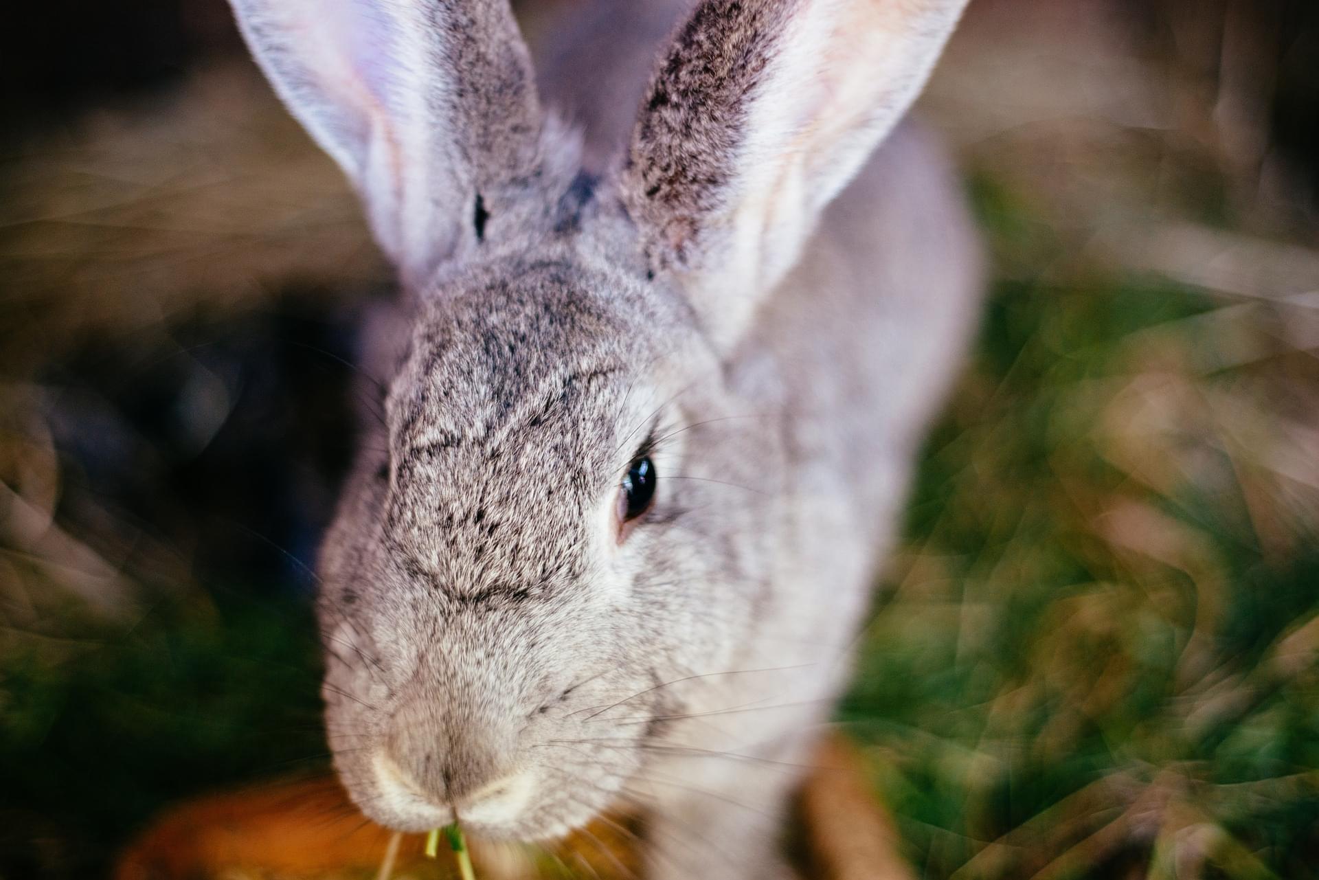 Chamber of Agriculture: rabbit meat consumption in Hungary is ...