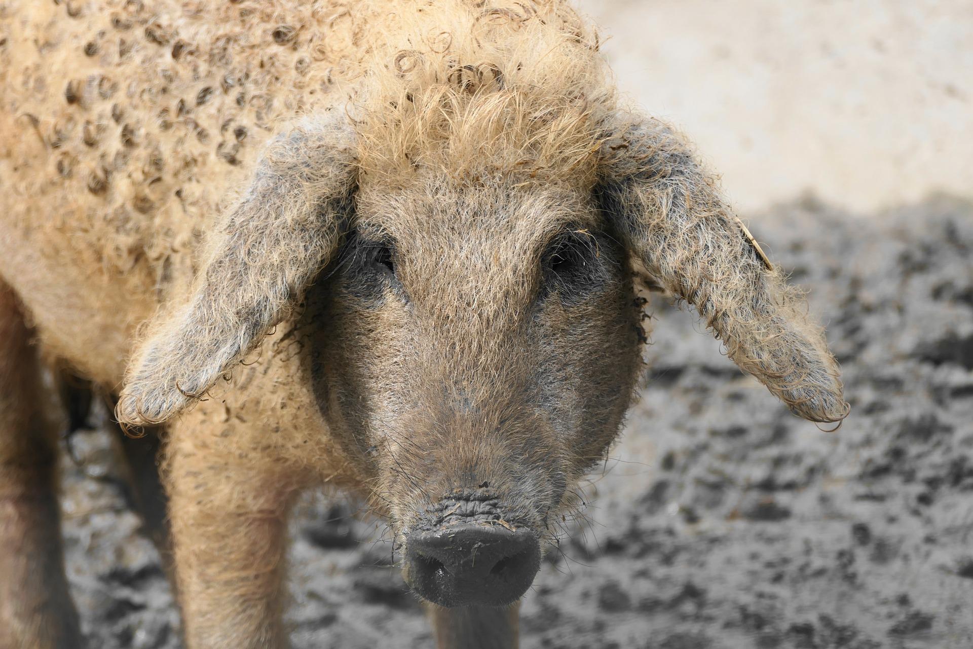 Mangalica, the connoisseur’s pig - Trademagazin