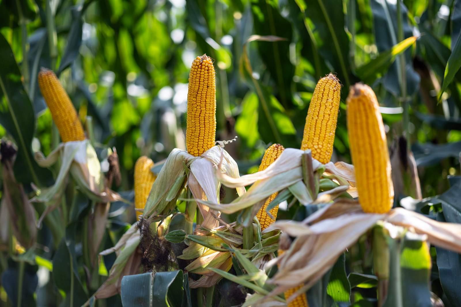 Syngenta’s knowledge base opens up new horizons in farming - Trademagazin