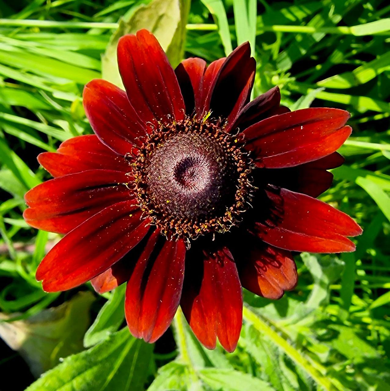 Shady Girl cone flower, MATE’s new official variety - Trademagazin