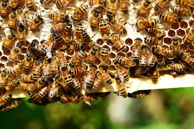New bee welfare support scheme launched - Trademagazin