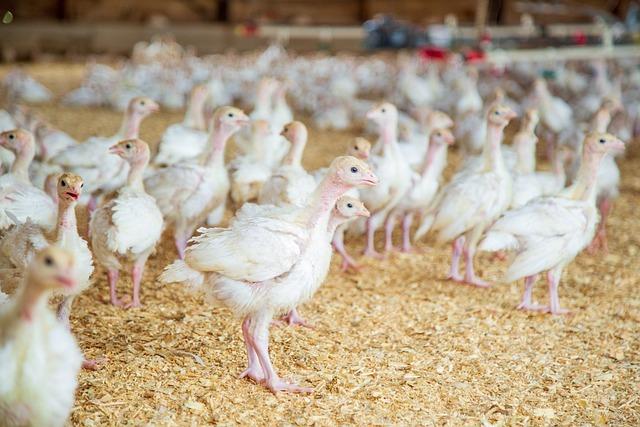Poultry farms can only be repopulated and repopulated under strict ...