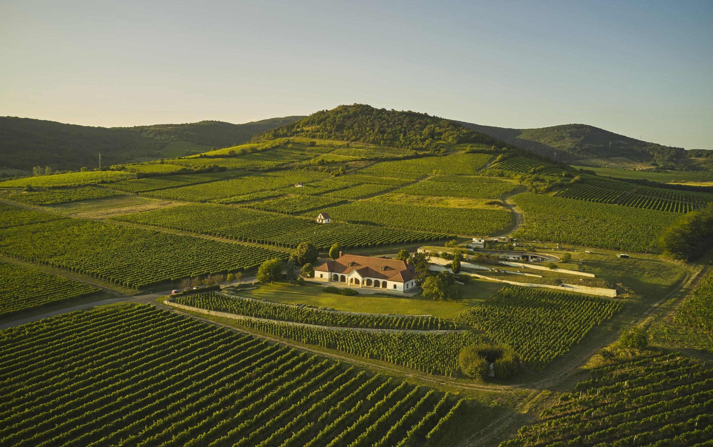 Patricius Winery’s Profundum Furmint won a gold medal at the Challenge ...