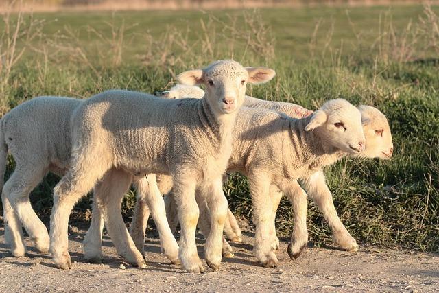 Prices of light and heavy lamb continue to rise - Trademagazin