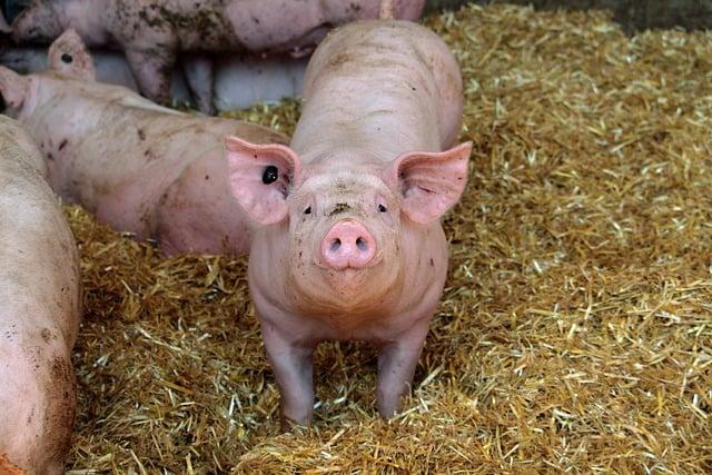 Large decline in foreign trade of live pigs - Trademagazin
